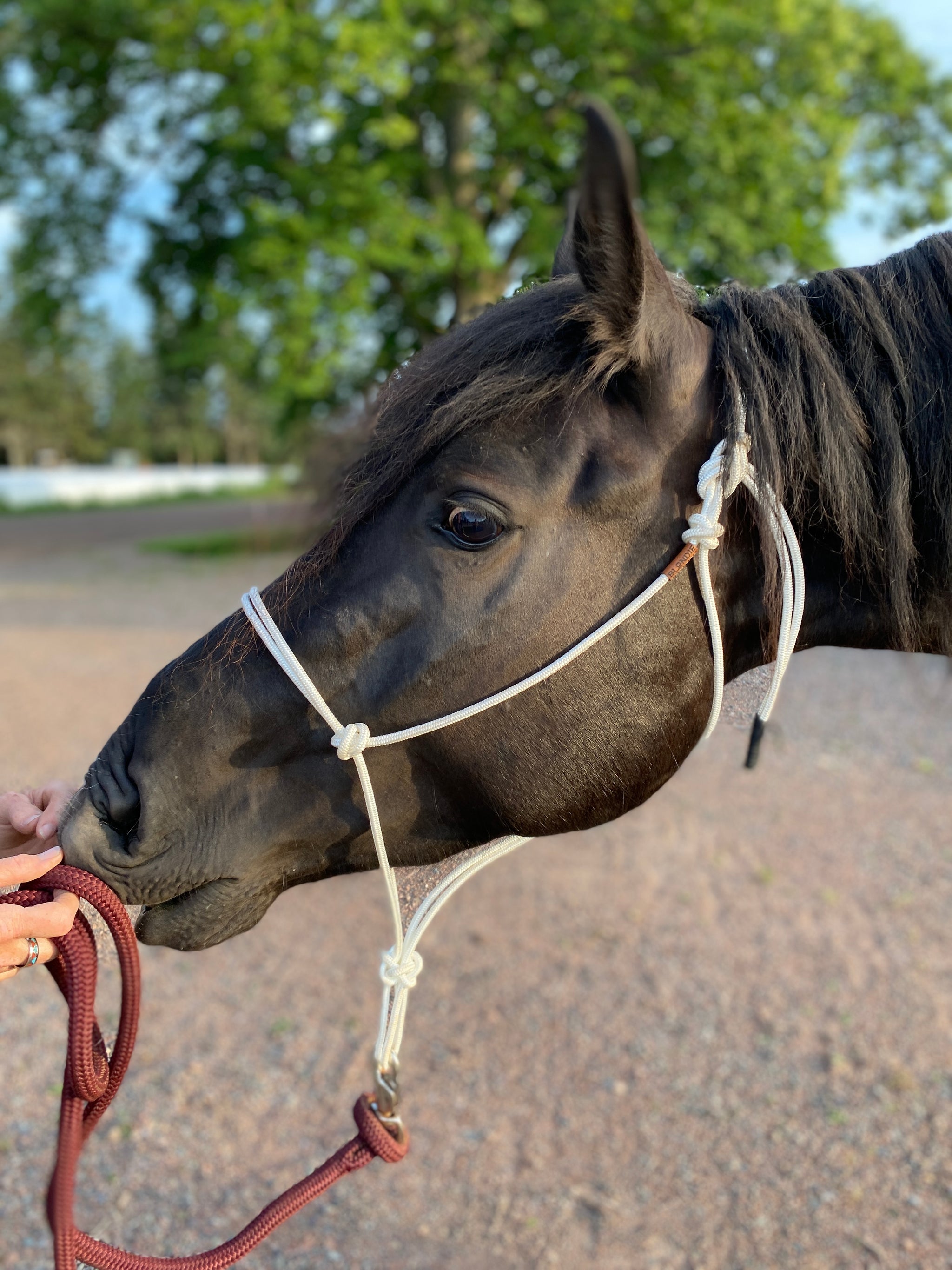 Stiff Rope Halter - AVERAGE SIZE – Blondie Cinches & Rope Halters
