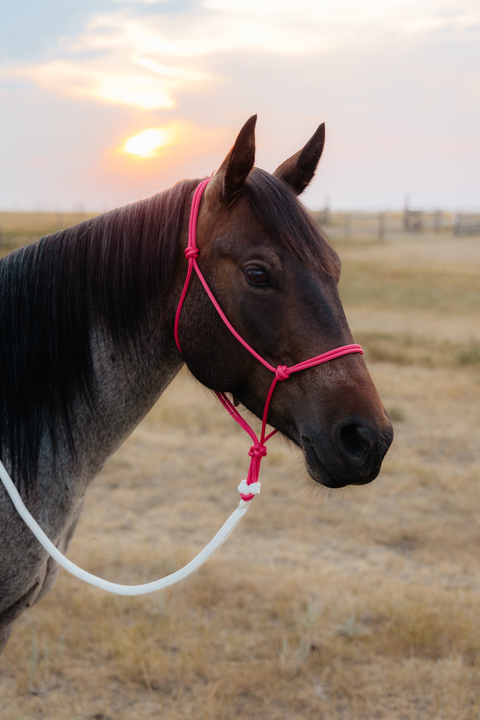 Soft Rope Halter - AVERAGE SIZE – Blondie Cinches & Rope Halters