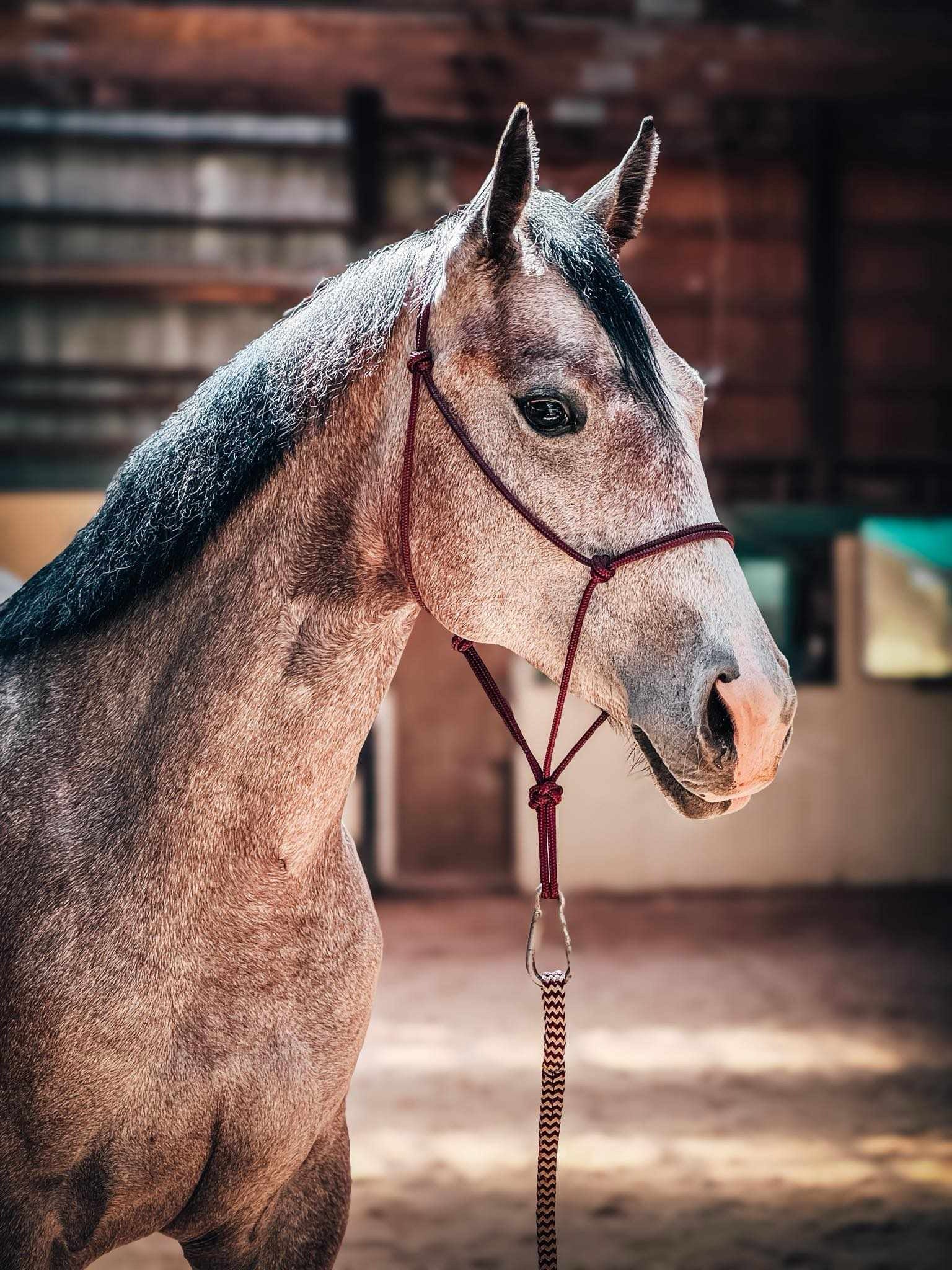 Soft Rope Halter - FOAL SIZE – Blondie Cinches & Rope Halters