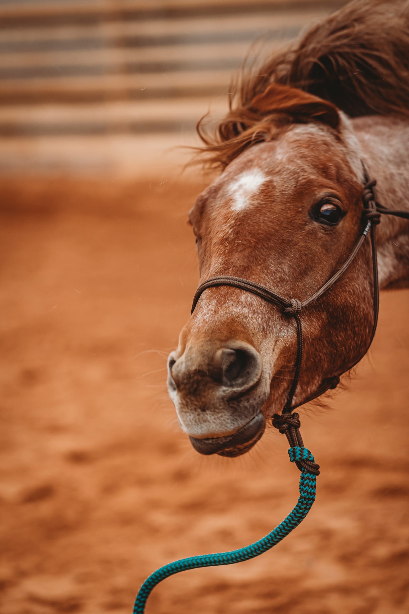 Yacht Rope Lead Lines (8' - 12') – Blondie Cinches & Rope Halters