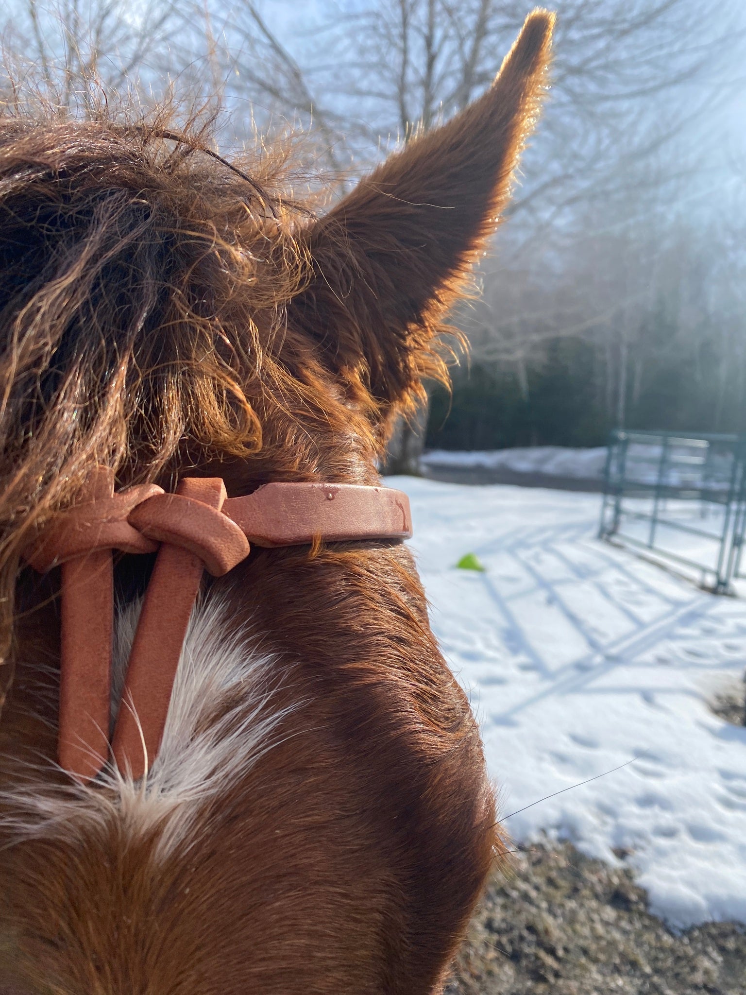 Loping Hackamore – Blondie Cinches & Rope Halters